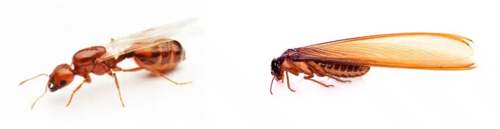 Les fourmis volantes. Comment bien les reconnaitre