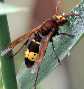 Identification des insectes piqueurs - ALLO FRELONS