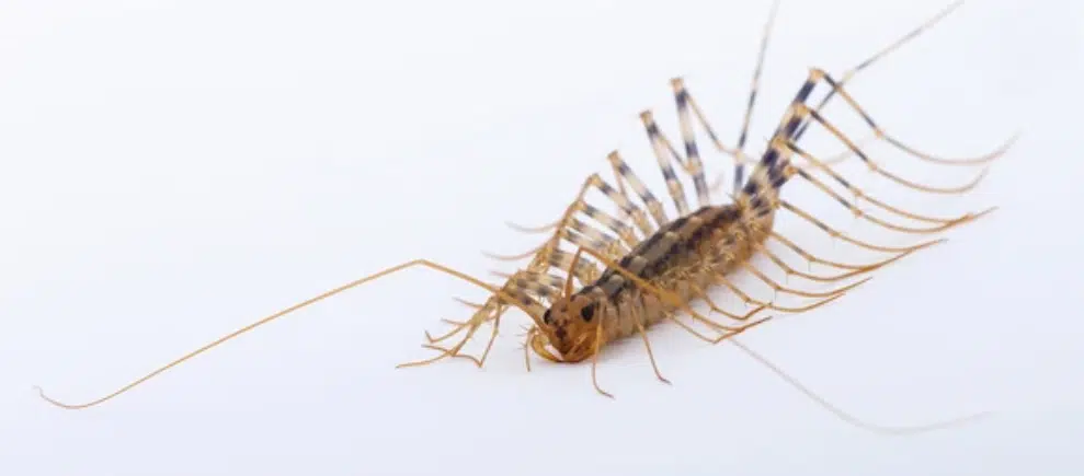 Scolopendre 🐛 Pour enfin tout savoir sur cet animal fascinant