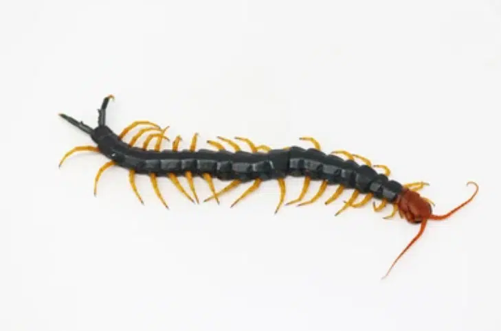 Scolopendre 🐛 Pour enfin tout savoir sur cet animal fascinant