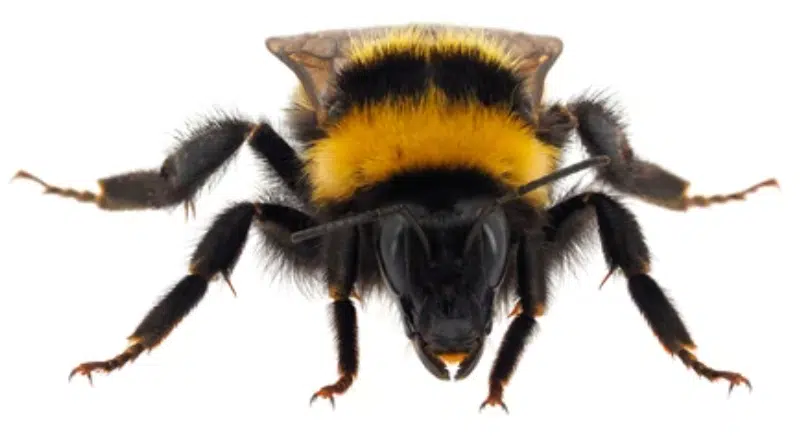 Le bourdon (Bombus terrestris)