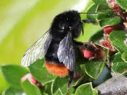 Le bourdon (Bombus terrestris)