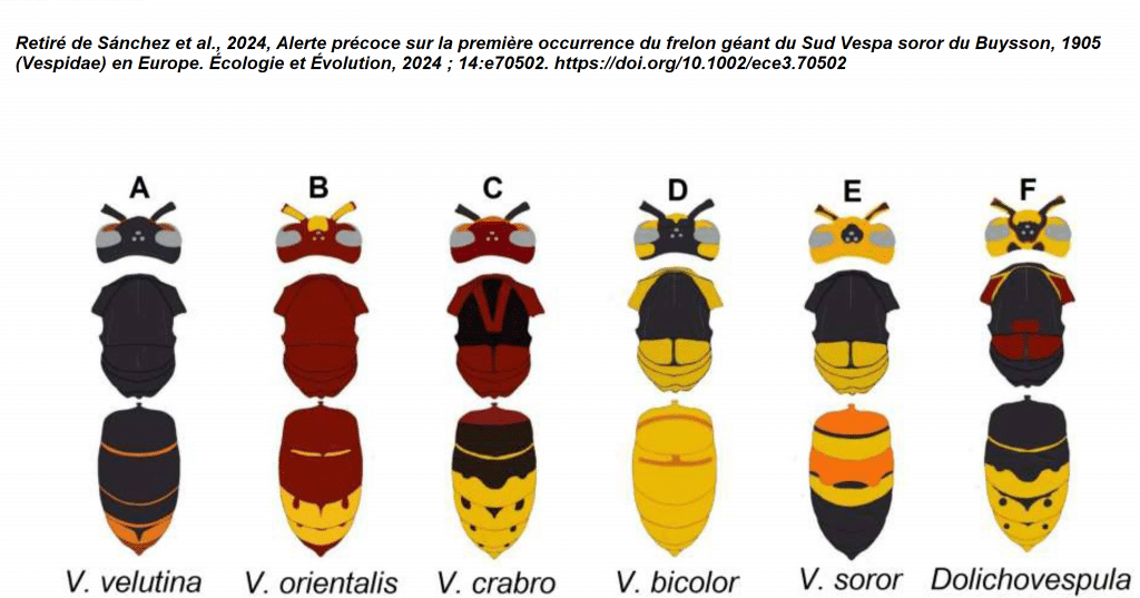 Le Vespa soror, ce frelon géant vu en Espagne, bientôt en France