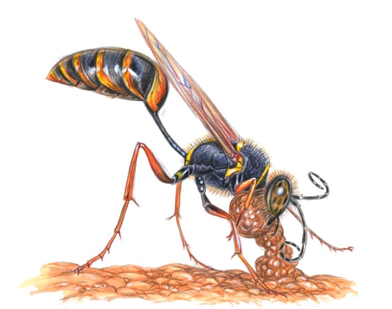 Guêpe noire, guêpe maçonne tout savoir