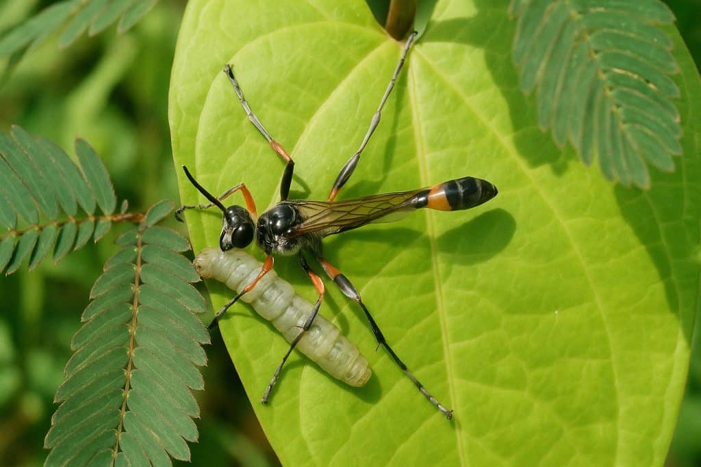 Guêpe fouisseuse Ammophila