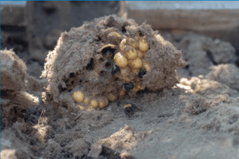 Que faire face à un nid de bourdons ? Guide complet et responsable