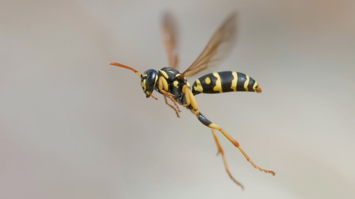 Guêpe Poliste (Polistes dominula) : identification, nid, piqûre, solutions